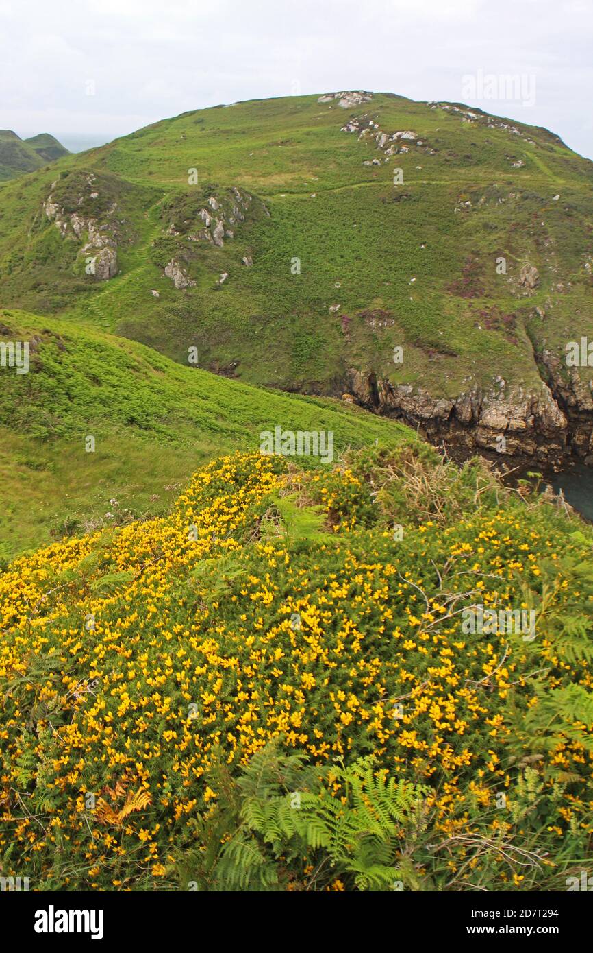 Anglesey coastal path scenery around Porth Wen and Hells mouth Stock ...