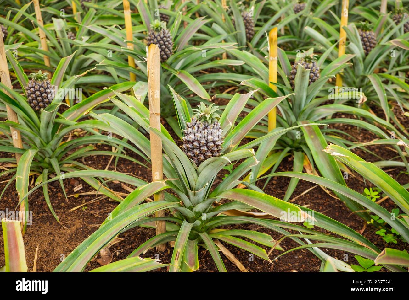 Young sweet pineapple growing on a farm in the greenhouse on the Azores ...