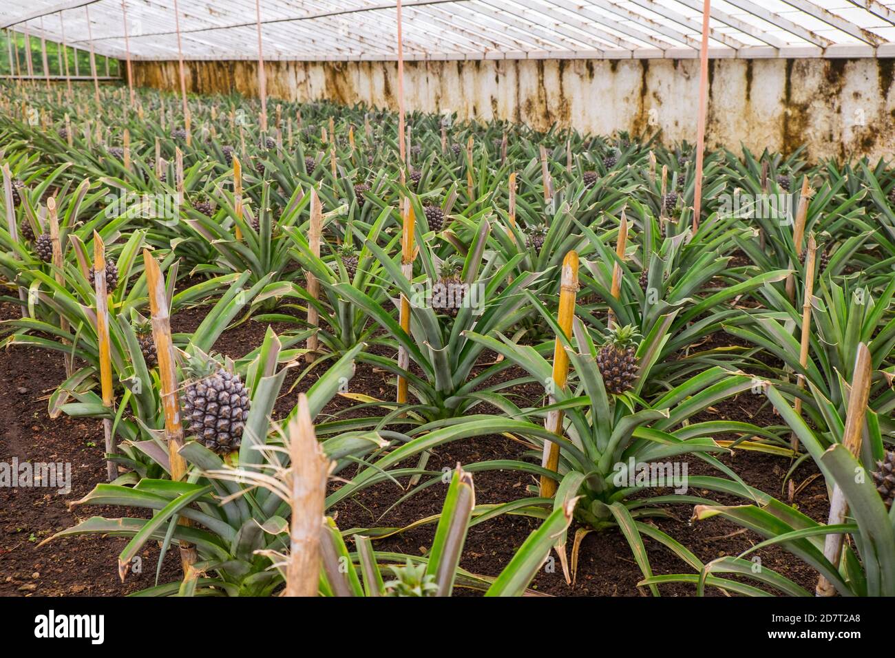 Pineapple farm with rows young pineapple in the greenhouse in Azores ...