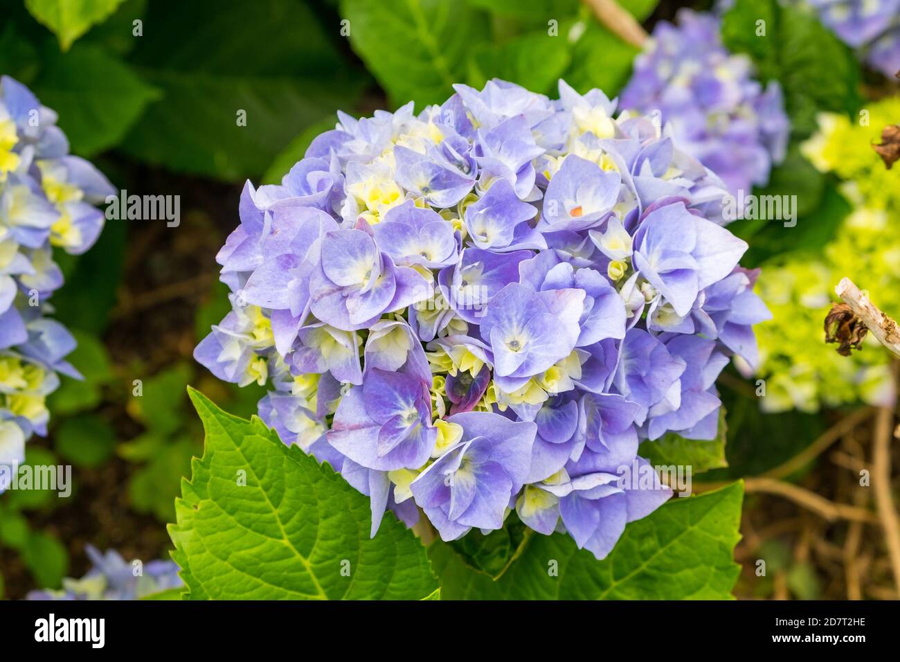 Beautiful purple hydrangeas flower grow on the Azores in Portugal Stock ...