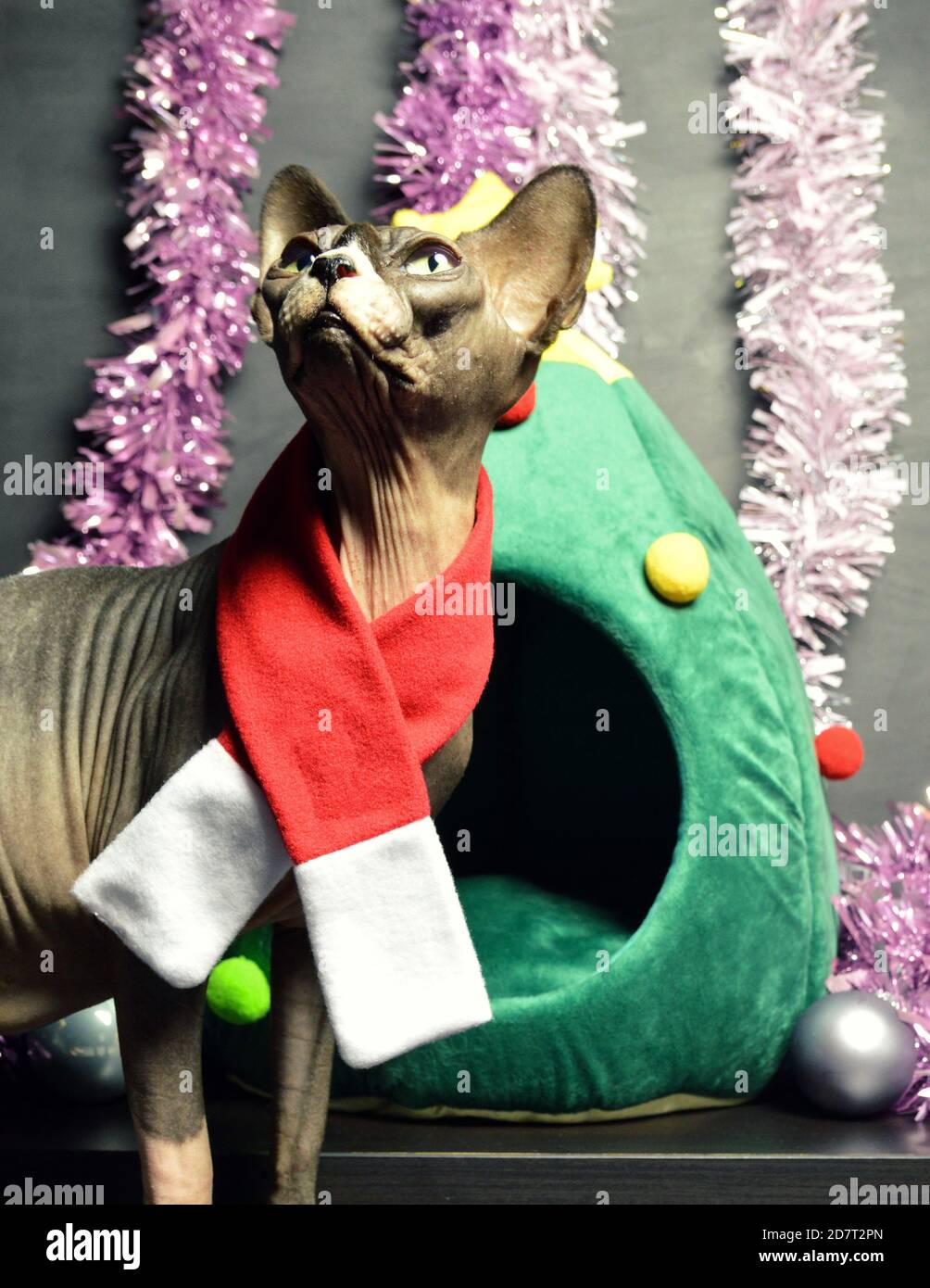 A sphynx cat in a Christmas decor, during the end of the year ...
