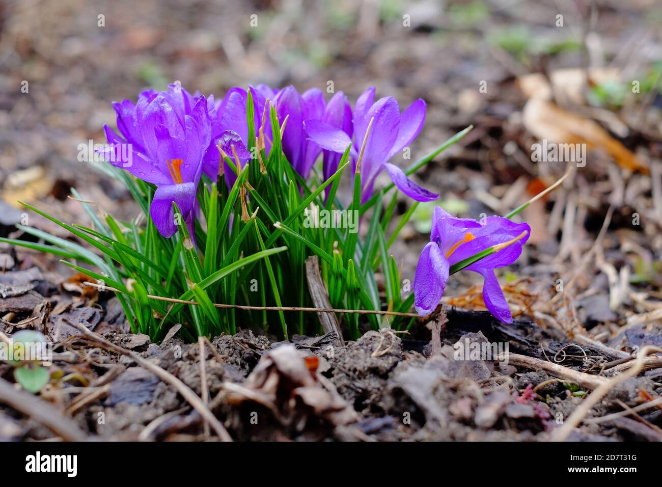 First crocus flowers, spring saffron background Stock Photo - Alamy
