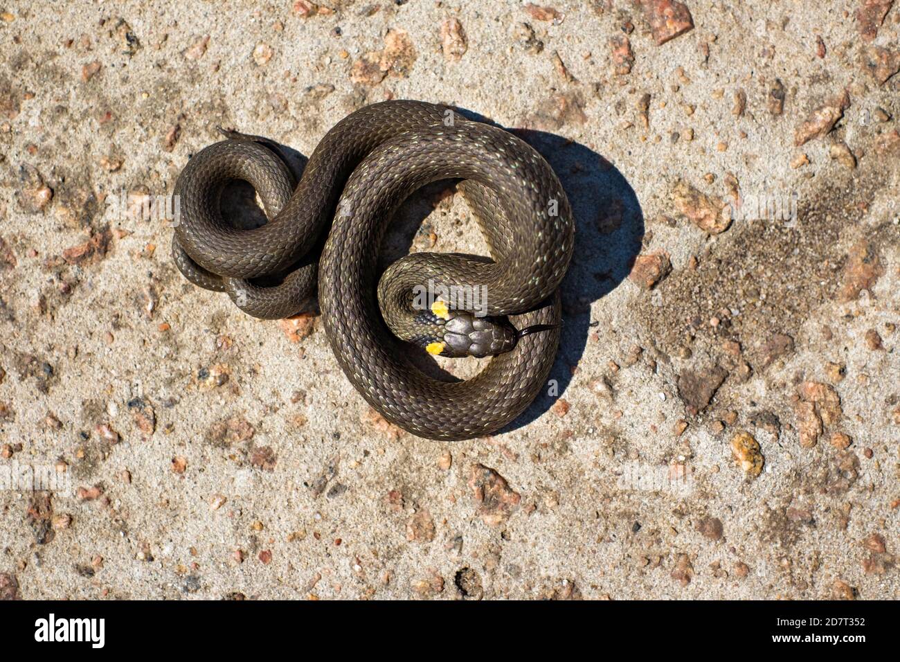 Grass snake basking in the sun (Natrix natrix Stock Photo - Alamy