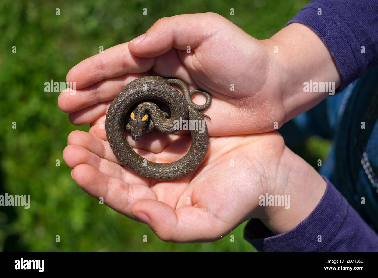 Snake bite hand hi-res stock photography and images - Alamy