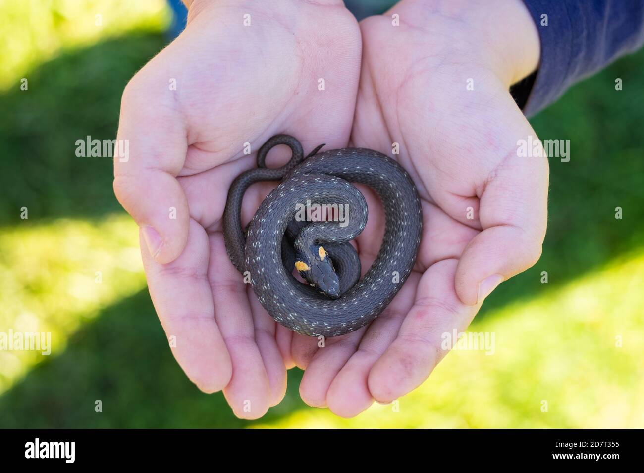 Snake bite hand hi-res stock photography and images - Alamy