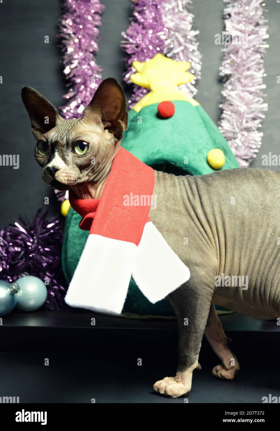 A sphynx cat in a Christmas decor, during the end of the year ...