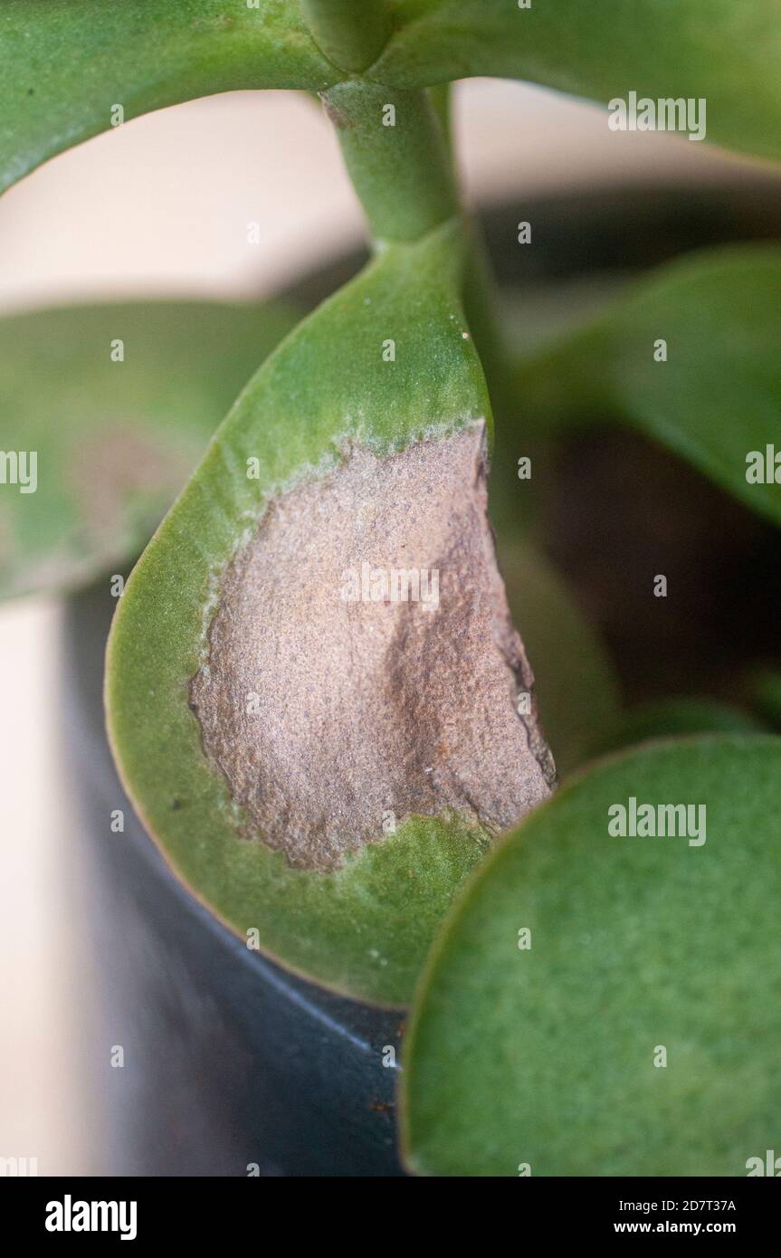 succulent leaf damaged by excessive exposure to harsh sunlight Stock ...