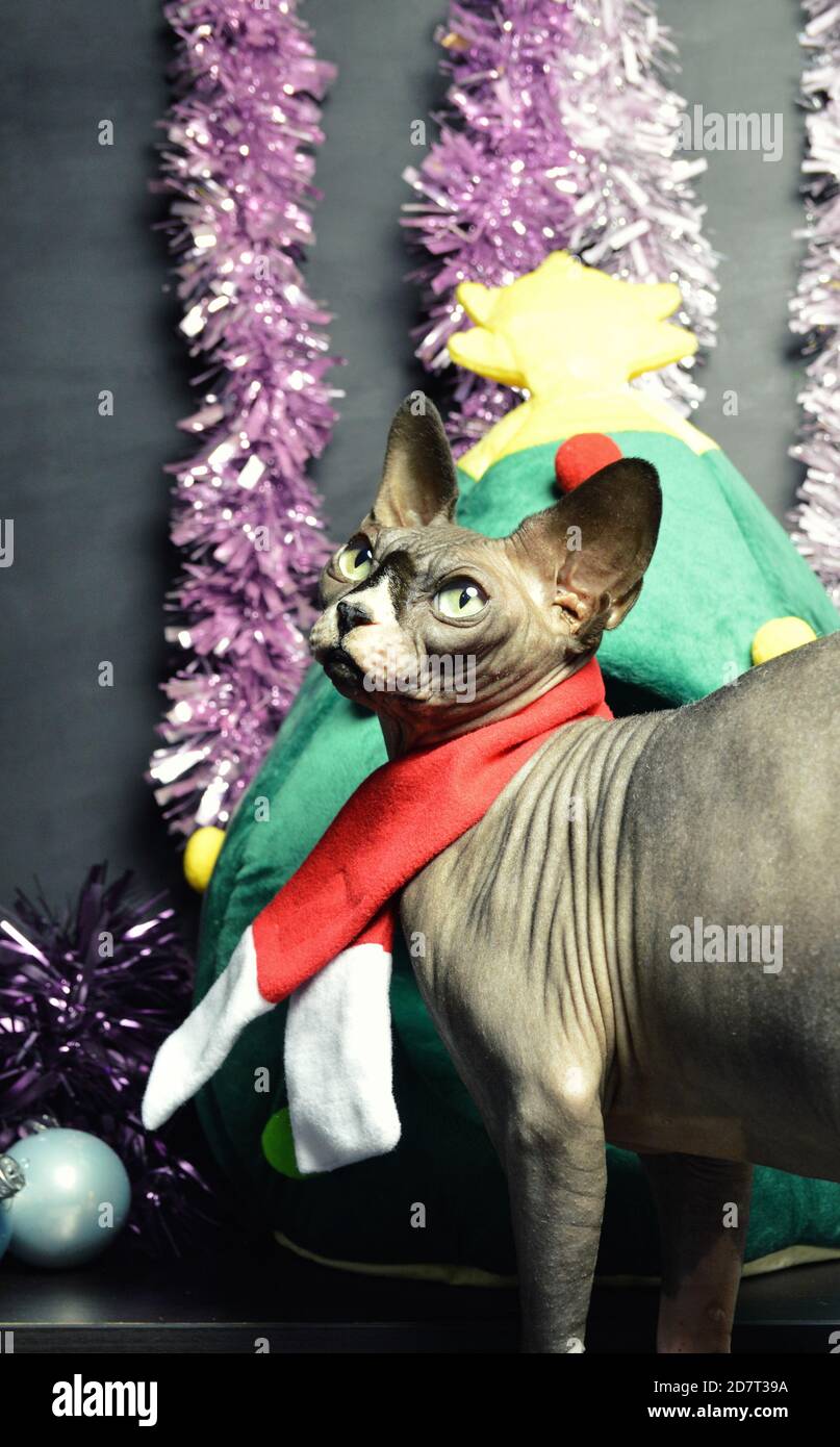 A sphynx cat in a Christmas decor, during the end of the year ...