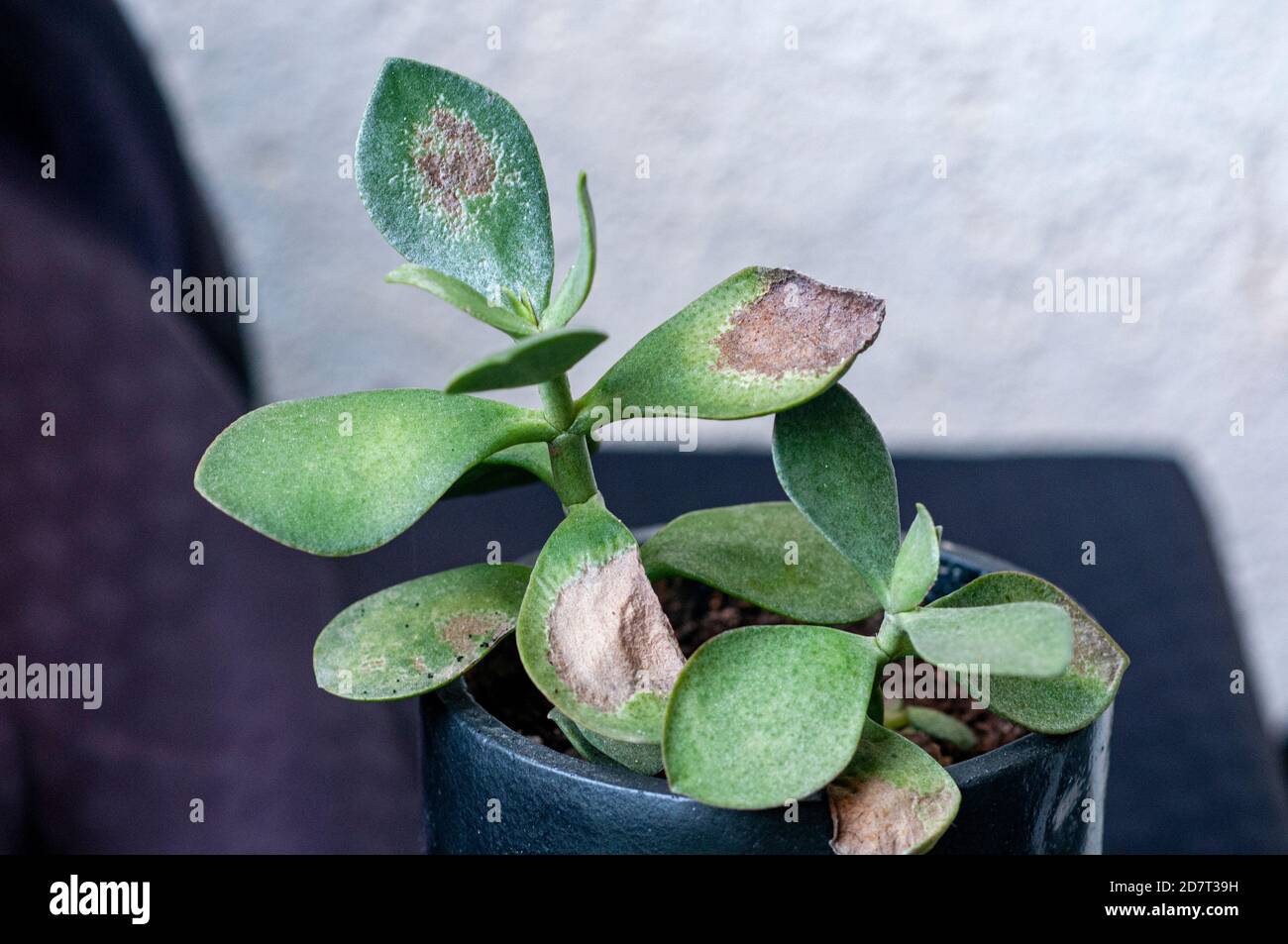 succulent leaf damaged by excessive exposure to harsh sunlight Stock ...