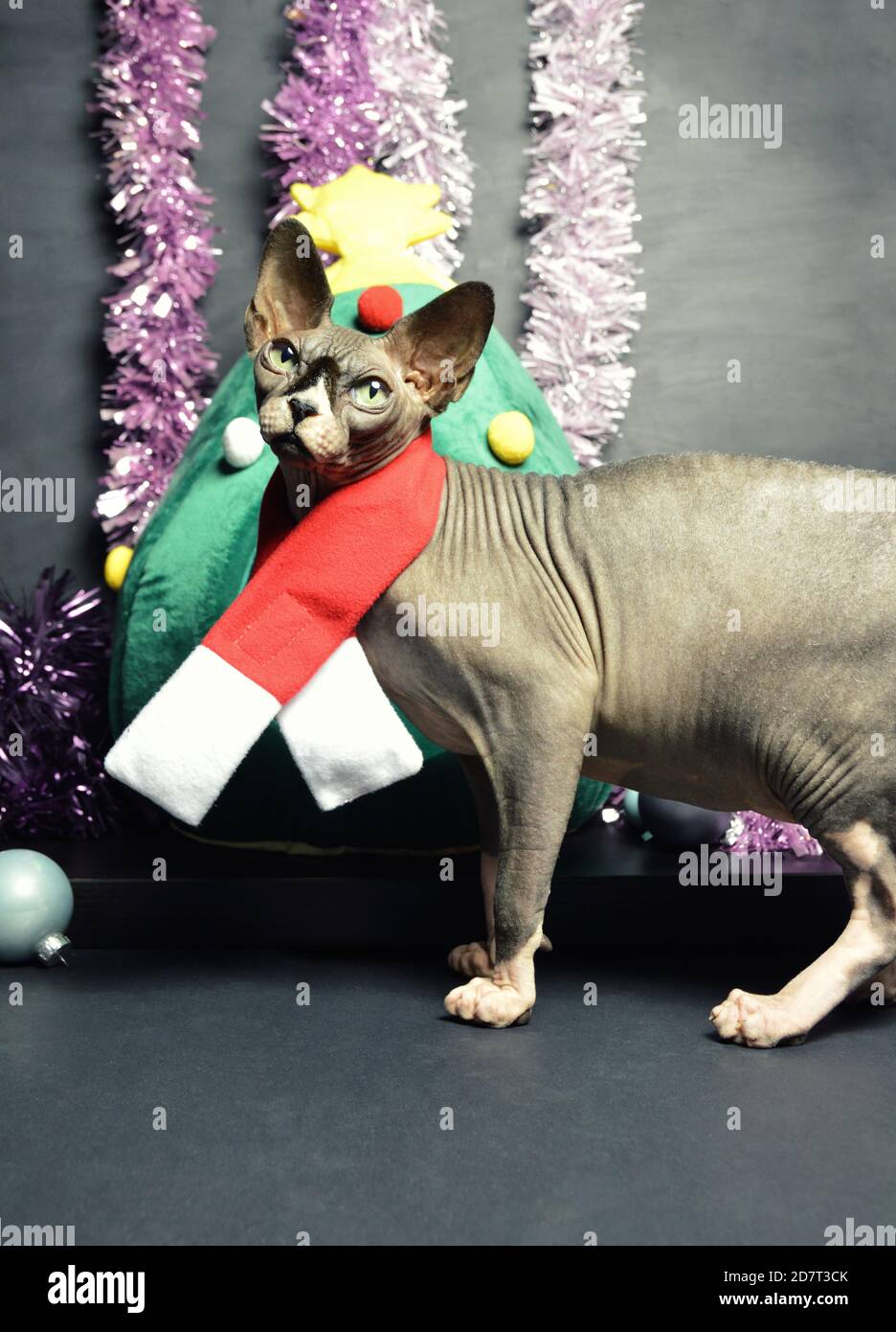 Sphynx cat in christmas hi-res stock photography and images - Alamy