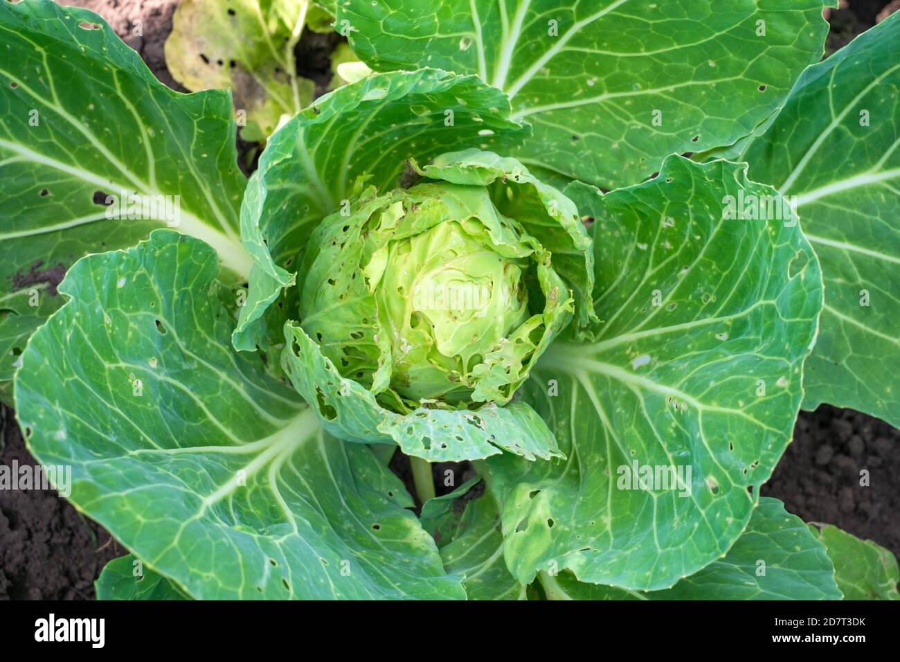 Cabbage eaten insects and pests on an agricultural field Stock Photo ...