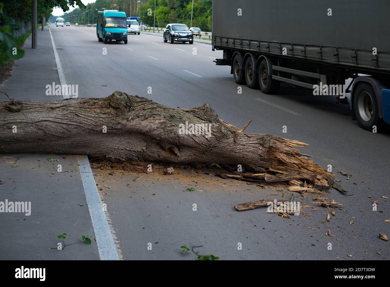 The tree fell on the road. Danger to traffic Stock Photo - Alamy