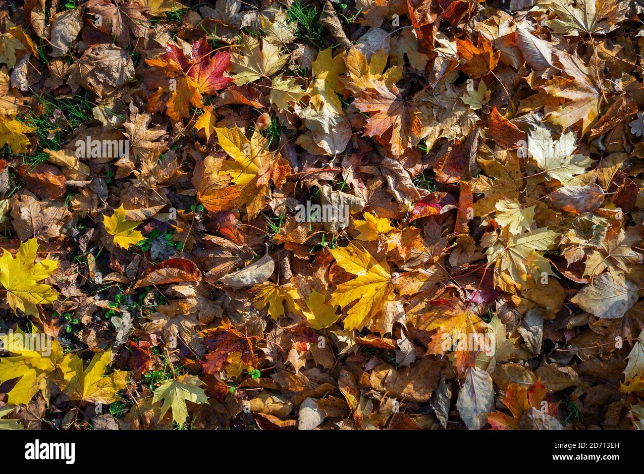 Pile of fallen Autumn leaves on the ground Stock Photo - Alamy