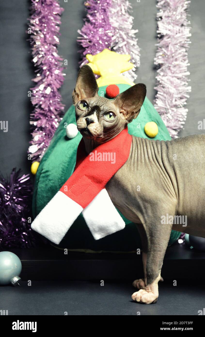 A sphynx cat in a Christmas decor, during the end of the year ...