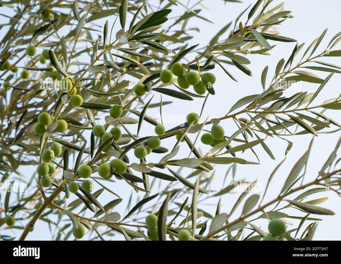 Beautiful green olive tree branch Stock Photo - Alamy