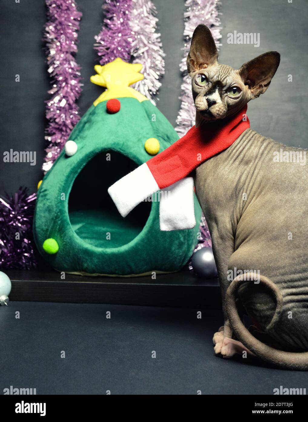 A sphynx cat in a Christmas decor, during the end of the year ...