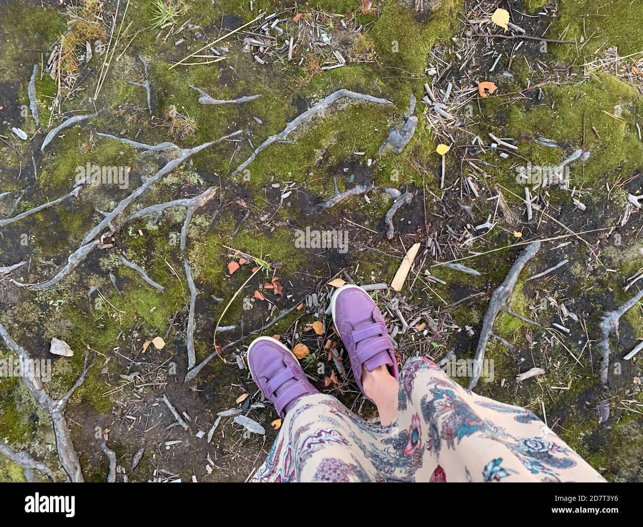 Foot standing on tree roots in a forest Stock Photo - Alamy