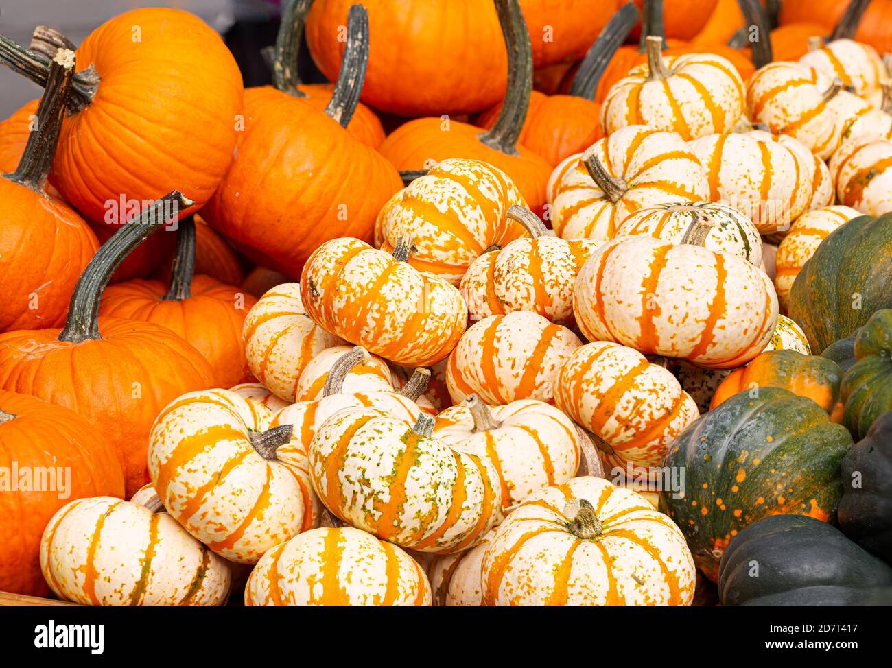 Variety of pumpkins for sale at a local market Stock Photo - Alamy