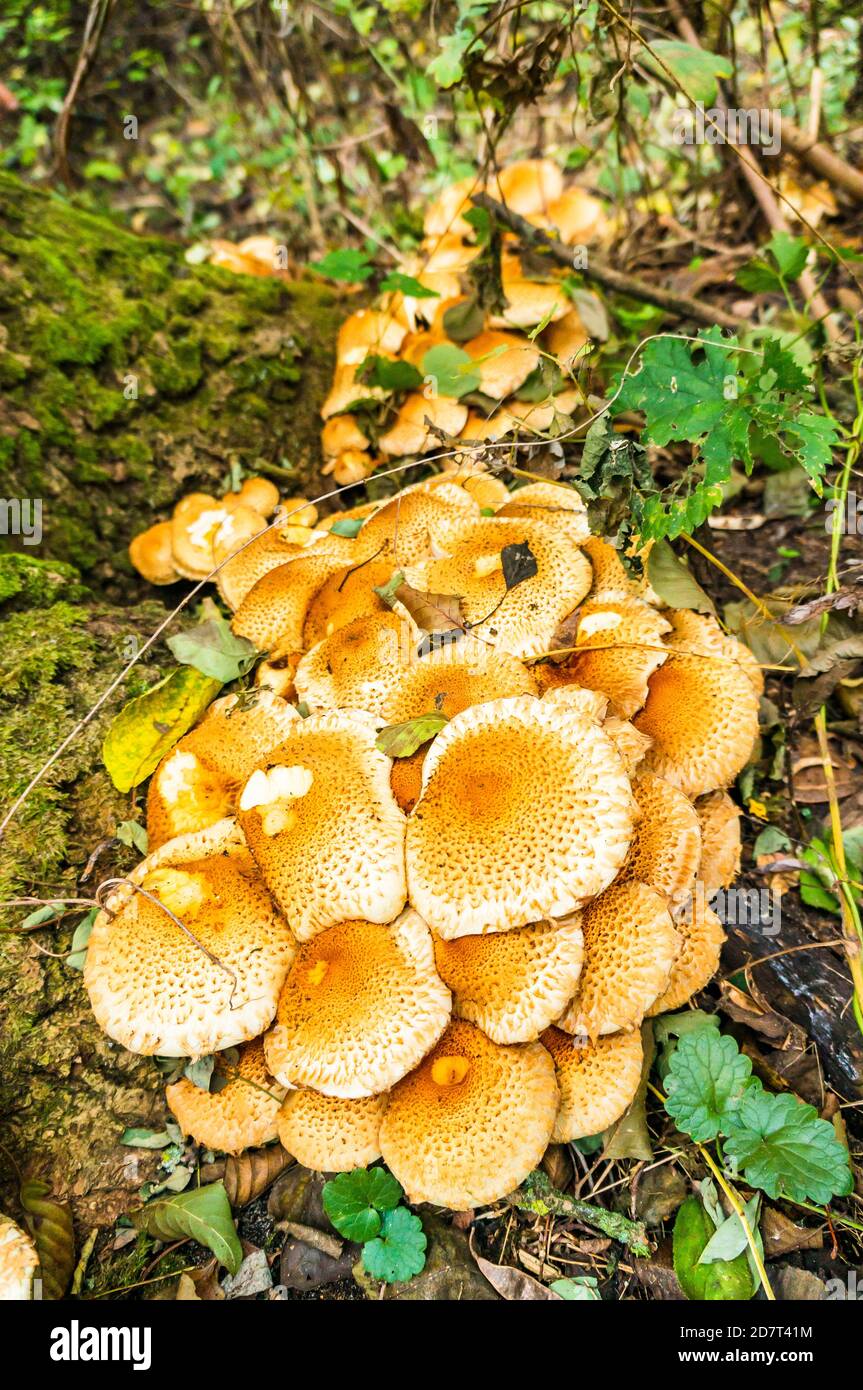 Scaly cluster fungus hi-res stock photography and images - Alamy
