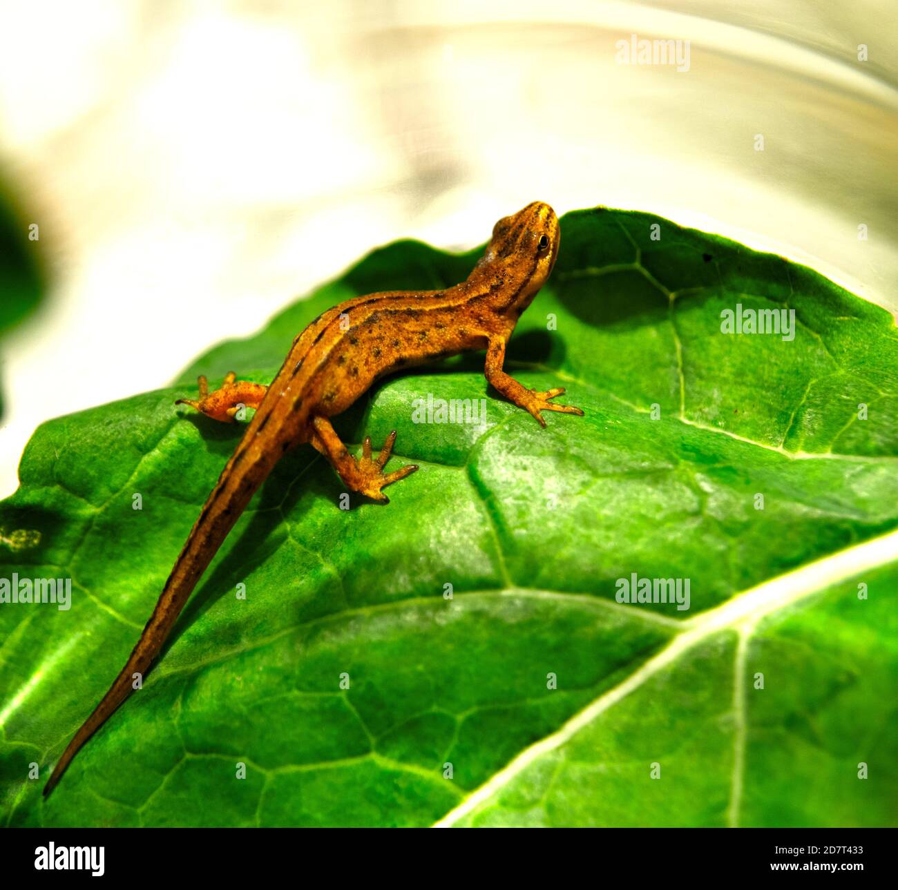 Lizard on a leaf. Top view, Full frame, copy space, color photograph ...
