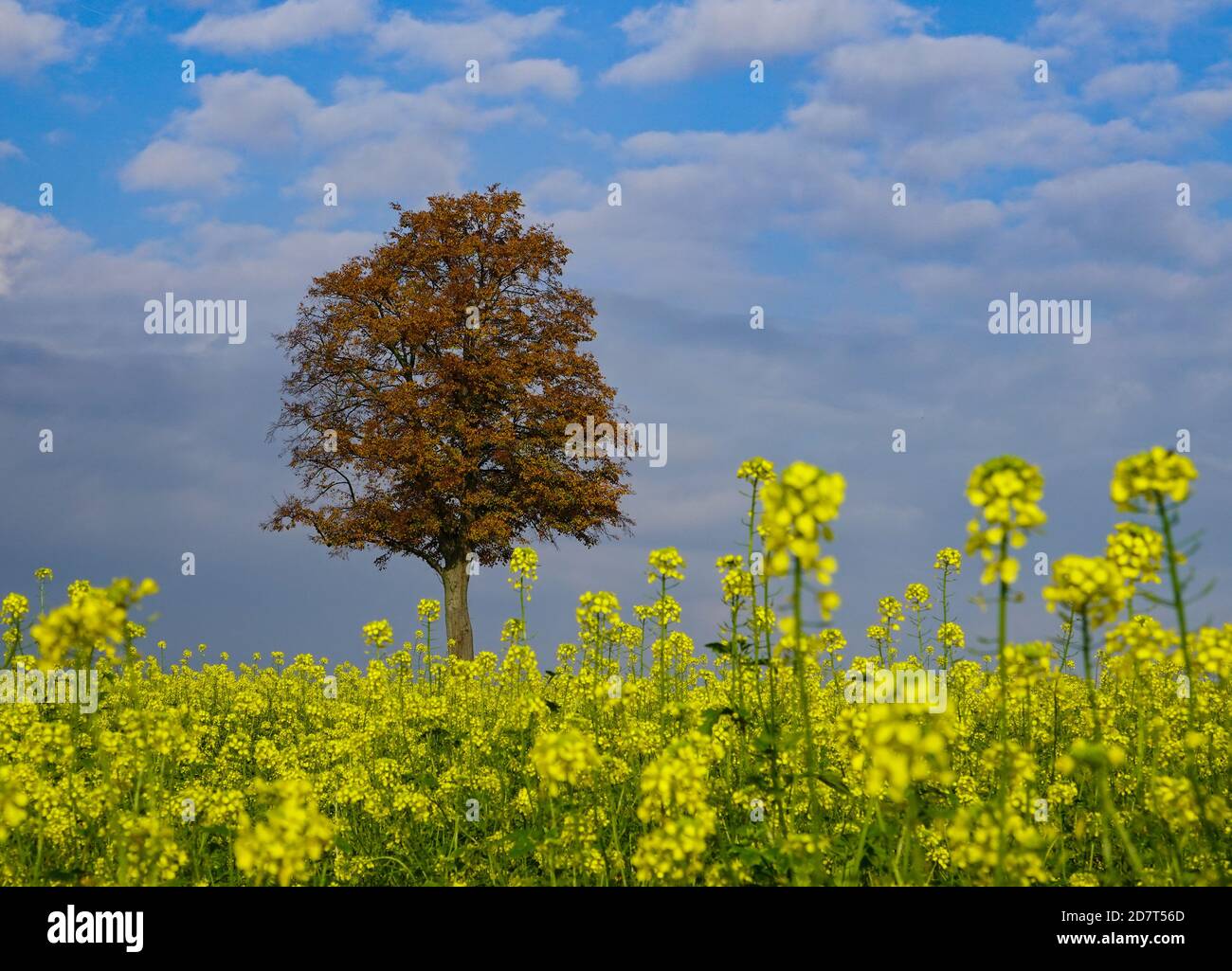 Petersdorf, Germany. 24th Oct, 2020. Yellow mustard plants bloom in a ...