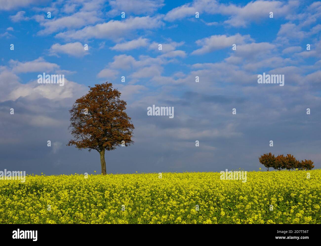 Petersdorf, Germany. 24th Oct, 2020. Yellow mustard plants bloom in a ...
