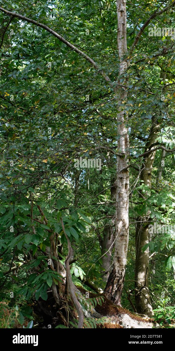 Autumn trees still green in the English countryside Stock Photo - Alamy