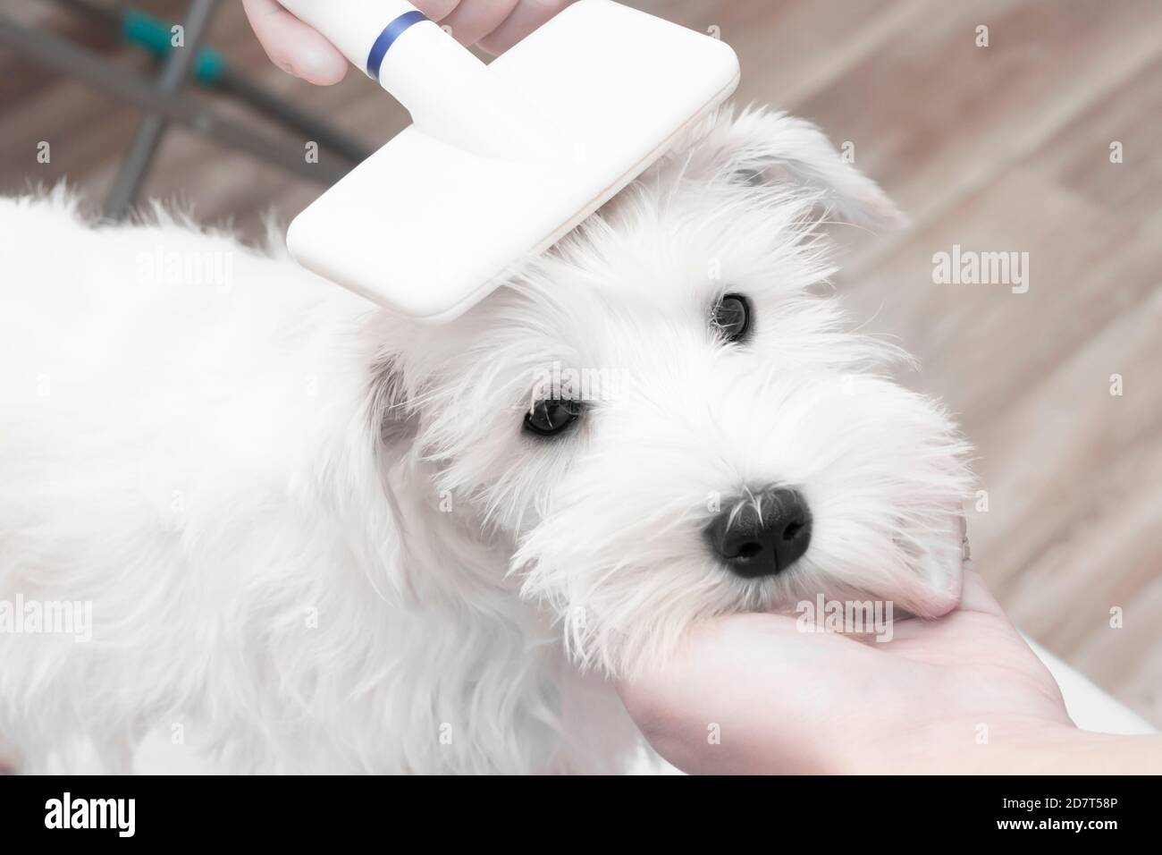 Grooming dog hi-res stock photography and images - Alamy