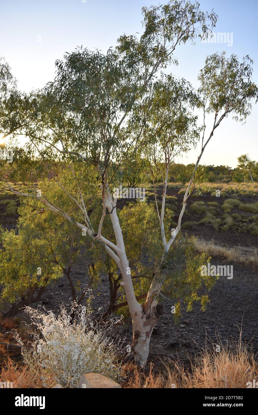 Old Noonkanbah Station Stock Photo - Alamy