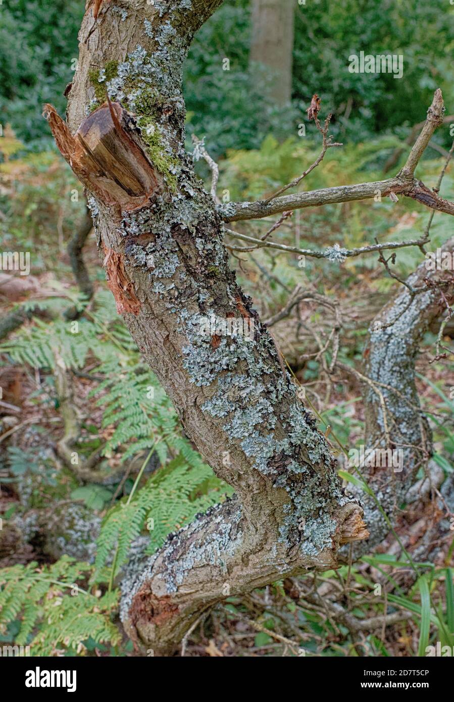 Broken tree trunk with green growth, England Stock Photo - Alamy