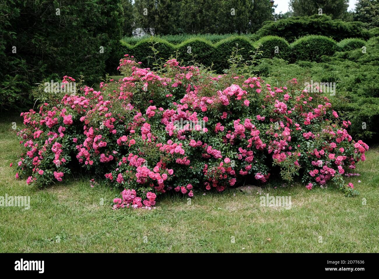 Wałbrzych, Poland - 18 July 2020: The pink rose bush growing in the ...