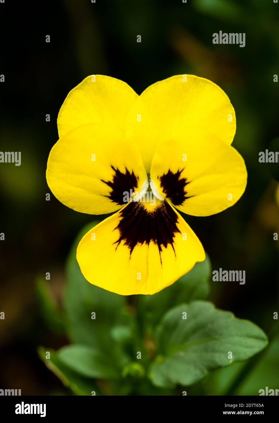 Yellow pansy flower has a funny face Stock Photo - Alamy
