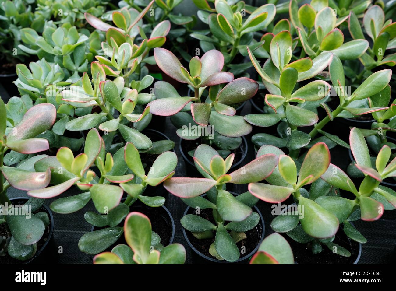 Zamek ksiaz hi-res stock photography and images - Alamy