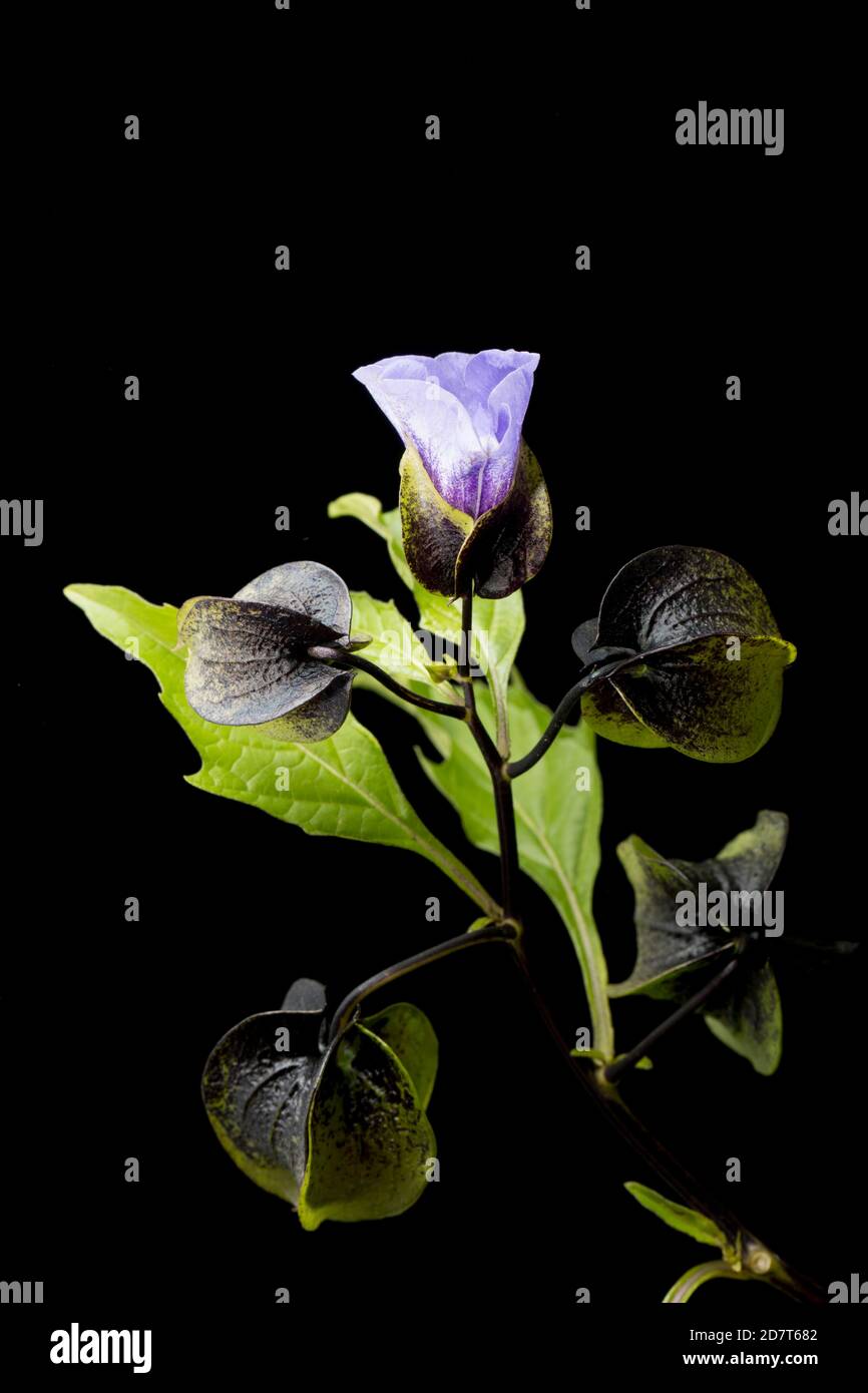 Blue roadside flower hi-res stock photography and images - Alamy