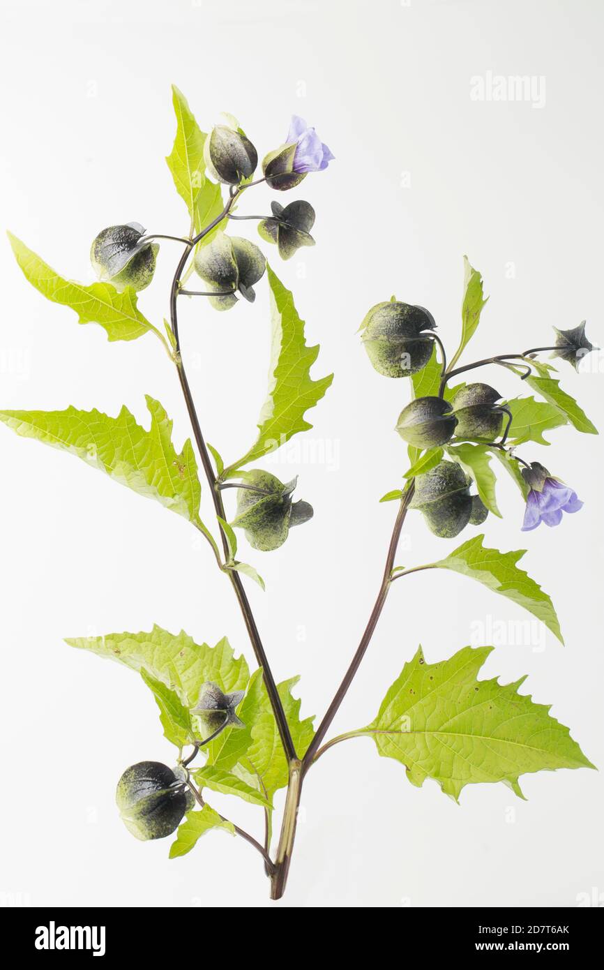 Native plant of n america hi-res stock photography and images - Alamy