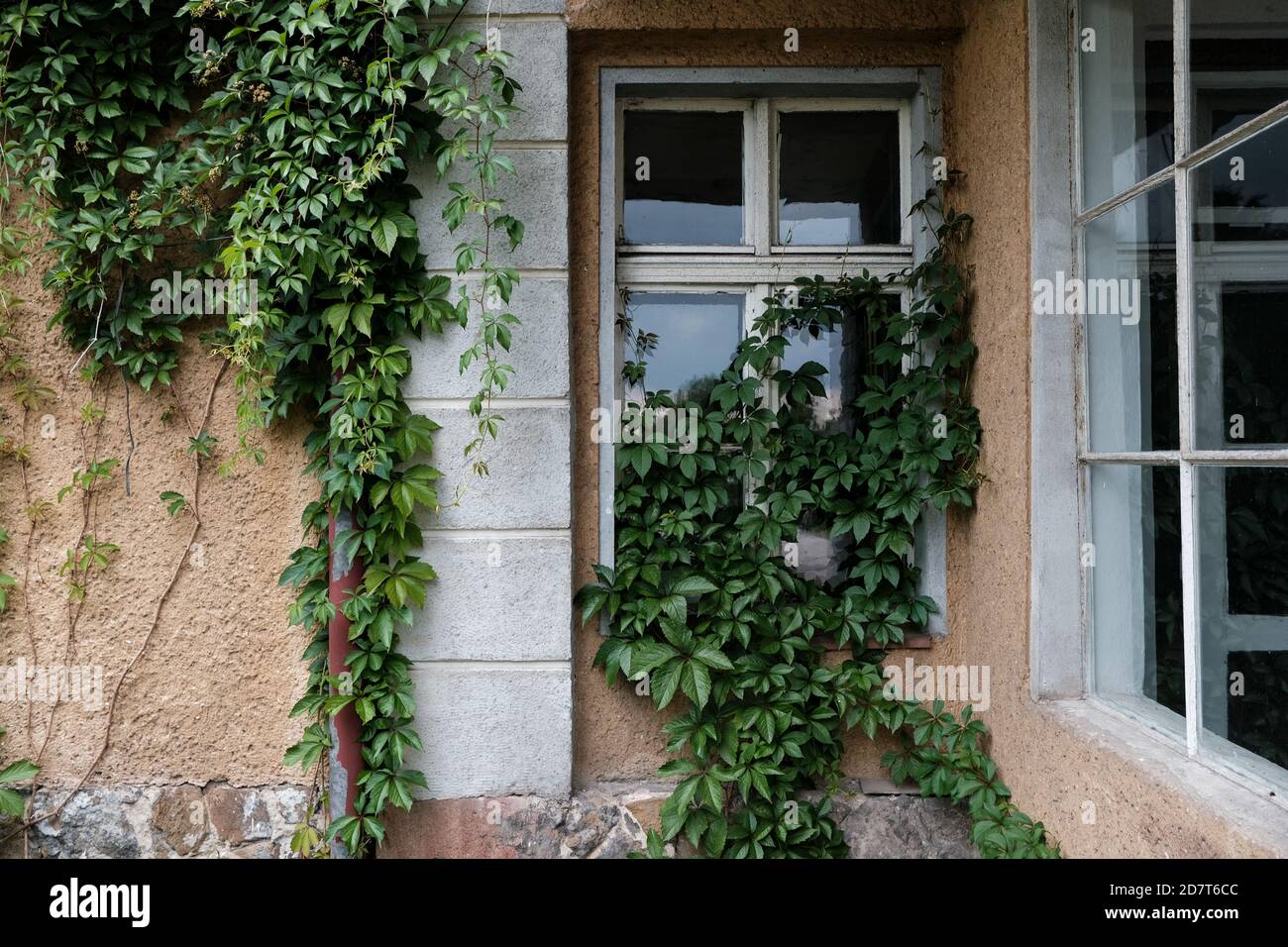 Old decorative window in house with ivy Stock Photo - Alamy