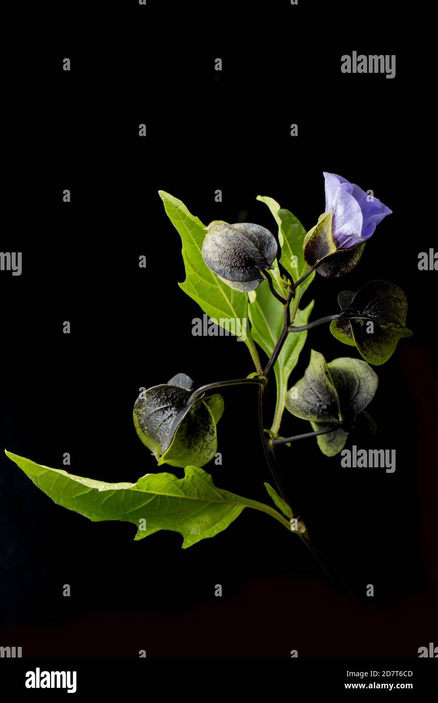 Blue roadside flower hi-res stock photography and images - Alamy