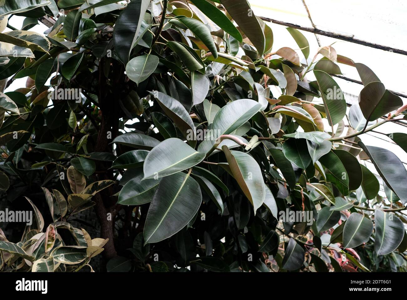 Wałbrzych, Poland - 18 July 2020: close-up of fig-tree, ficus. Palm ...