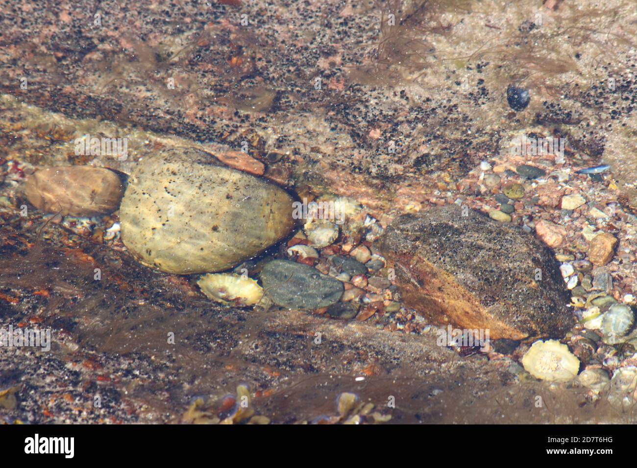 Pebbles under water Stock Photo - Alamy