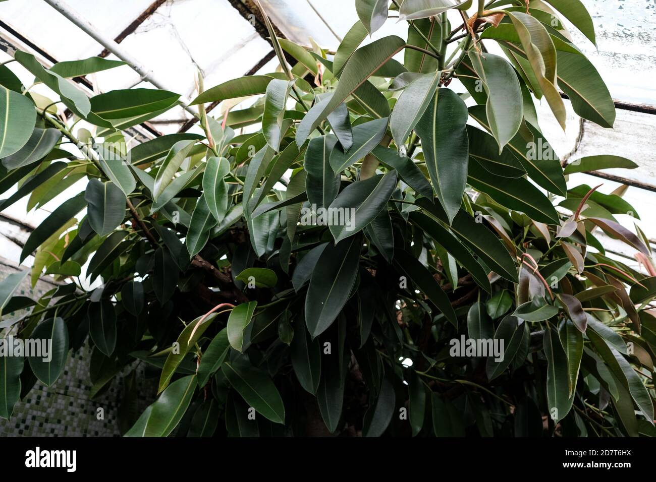 Wałbrzych, Poland - 18 July 2020: close-up of fig-tree, ficus. Palm ...