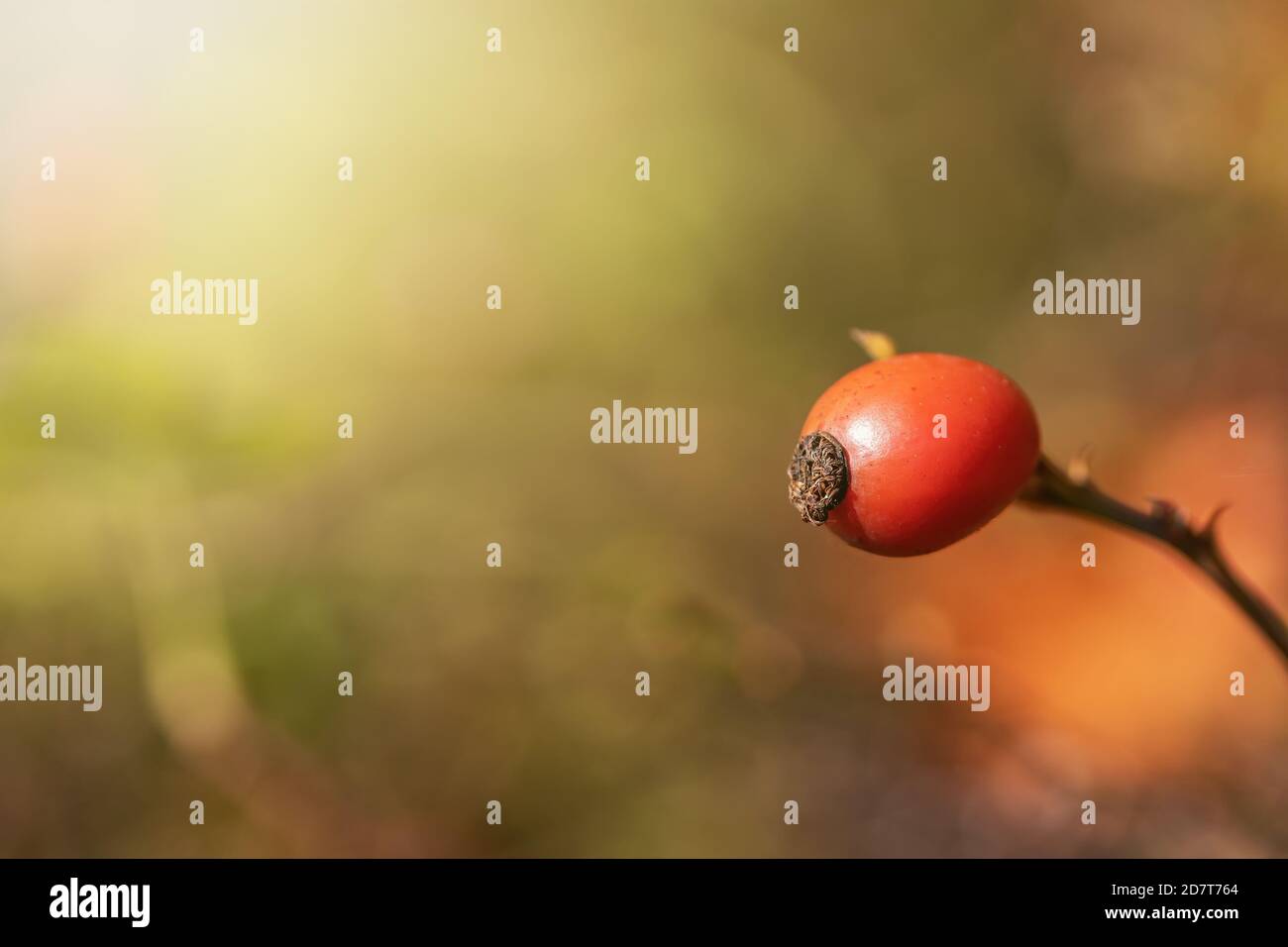 One rose hip on a branch closeup background. Horizontally Stock Photo ...