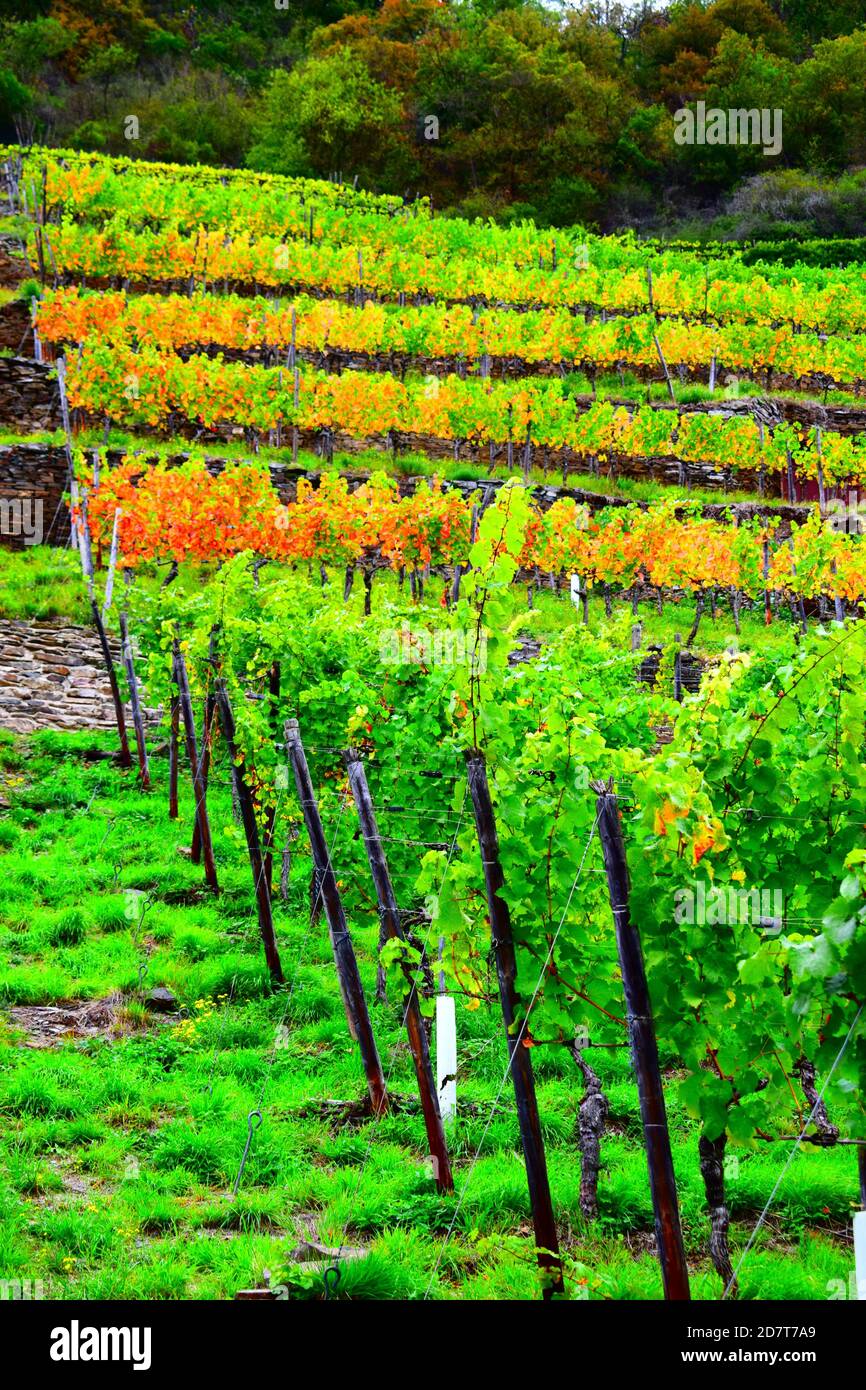 terraced vineyard landscape near Lehmen, Mosel valleay Stock Photo - Alamy