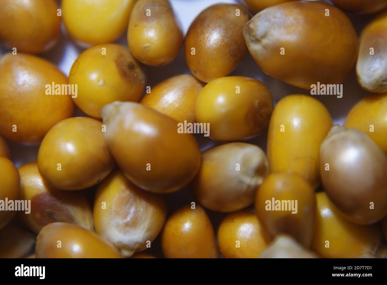 Closeup of a bunch of unpopped corn Stock Photo - Alamy