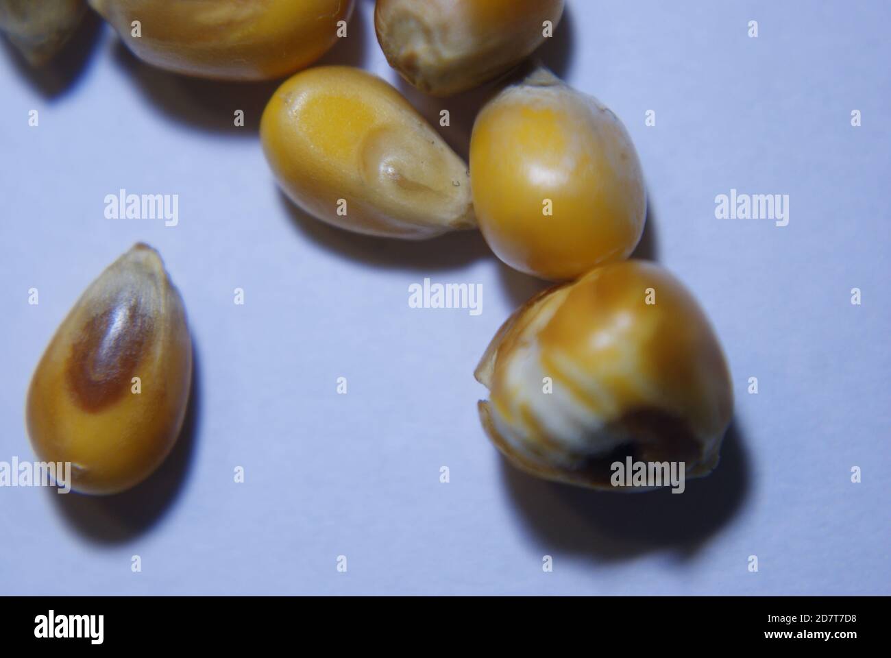 Closeup of a bunch of unpopped corn Stock Photo - Alamy
