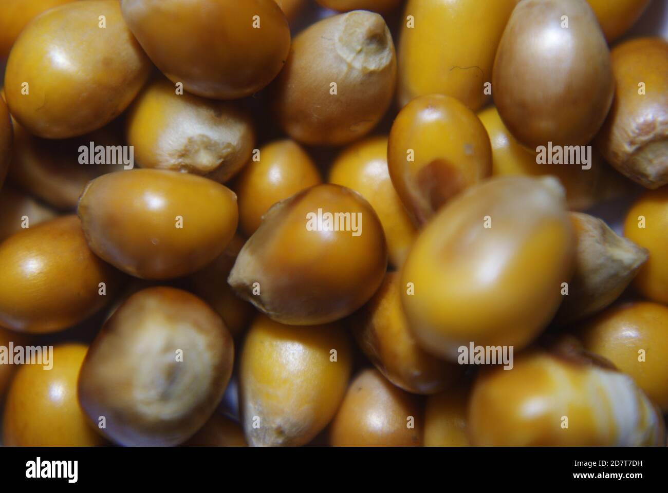 Closeup of a bunch of unpopped corn Stock Photo - Alamy