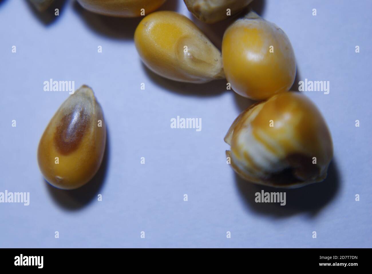Closeup of a bunch of unpopped corn Stock Photo - Alamy