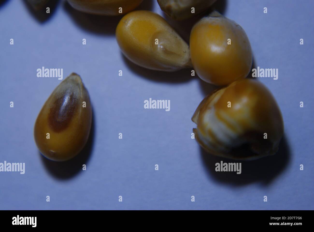 Closeup of a bunch of unpopped corn Stock Photo - Alamy
