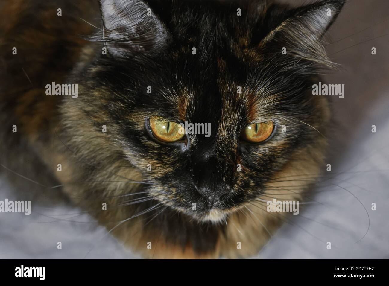 Cute tortoiseshell cat Stock Photo - Alamy
