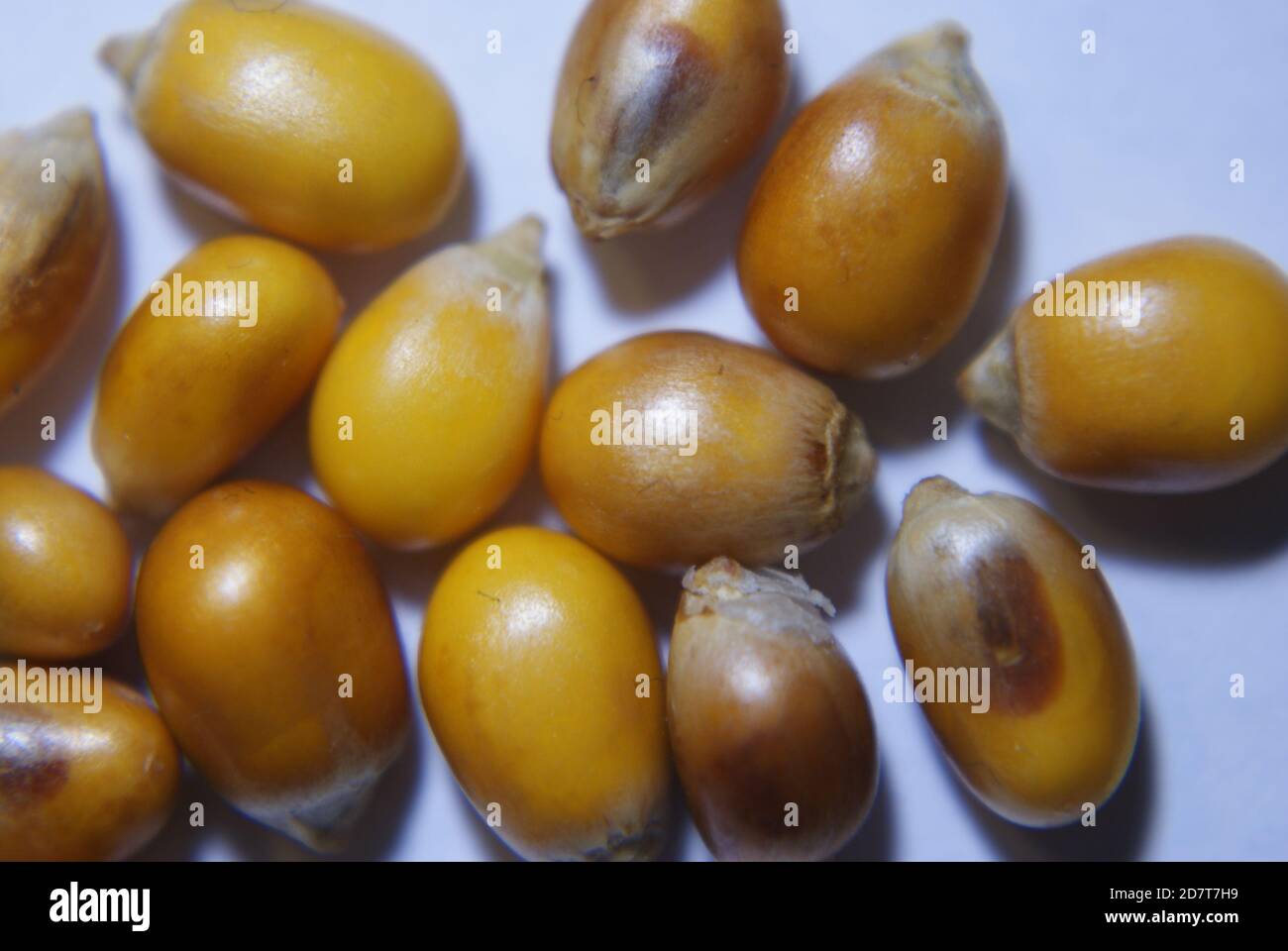 Closeup of a bunch of unpopped corn Stock Photo - Alamy