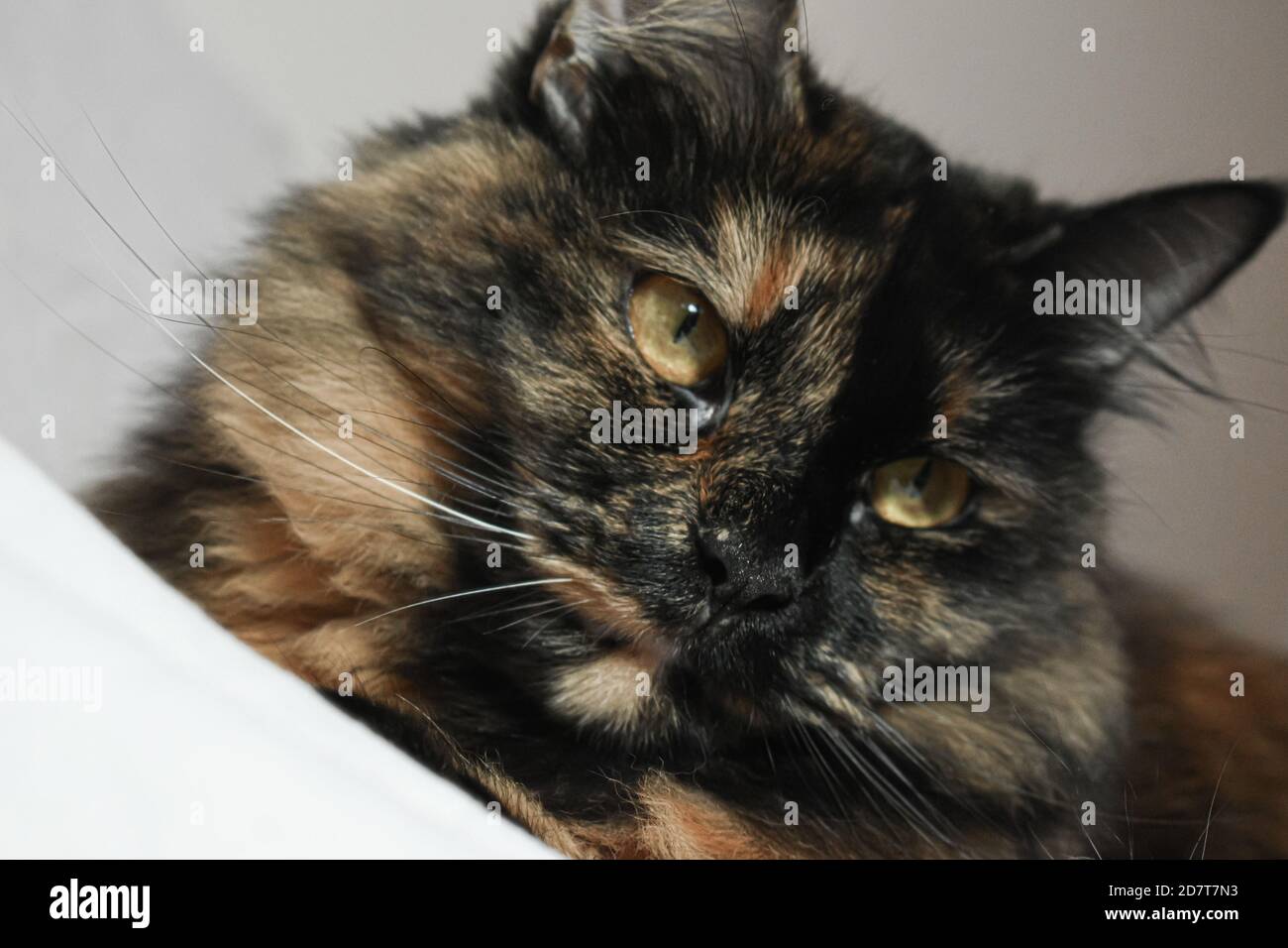 Cute tortoiseshell cat Stock Photo - Alamy